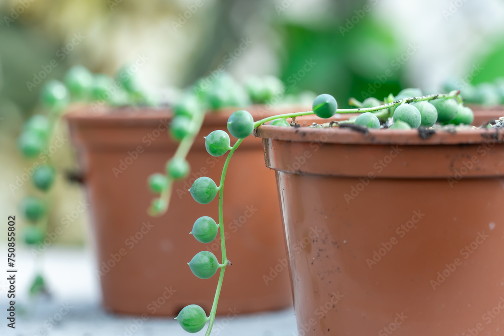 Green round leaves of curio rowleyanus growth in terracotta pot. String ...
