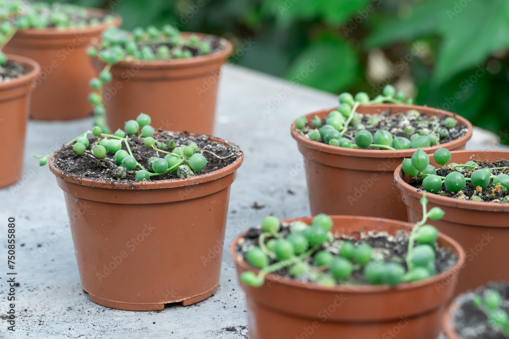 Green round leaves of curio rowleyanus growth in terracotta pot. String ...