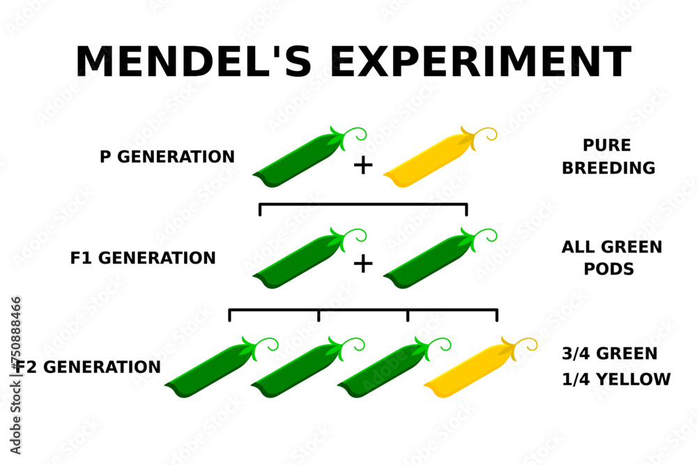 Mendel's experiment with peas. Genetics basics. The Law of Dominance ...