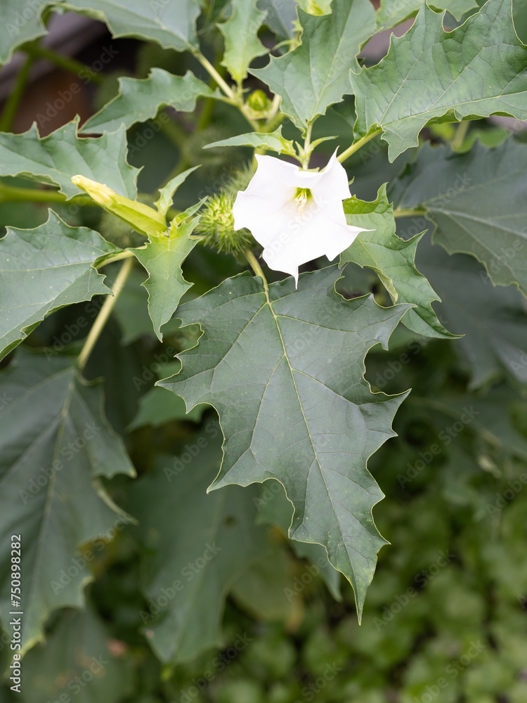 Hallucinogen plant Devil's Trumpet (Datura Stramonium), also called ...