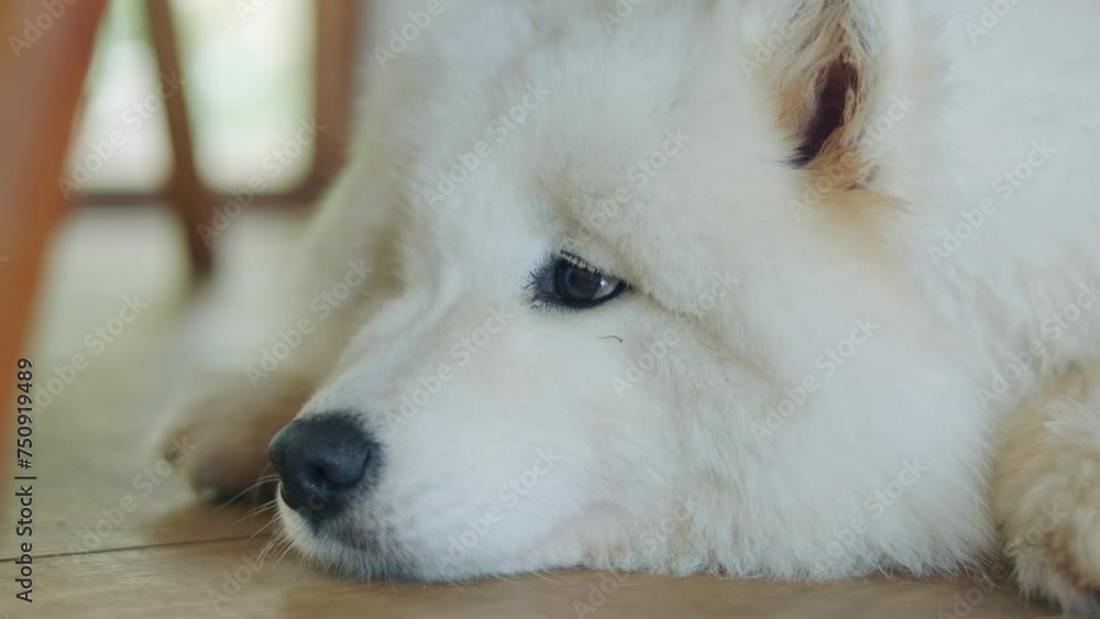 Vidéo Stock Face close up 4K of adorable purebred dog, samoyed, with ...
