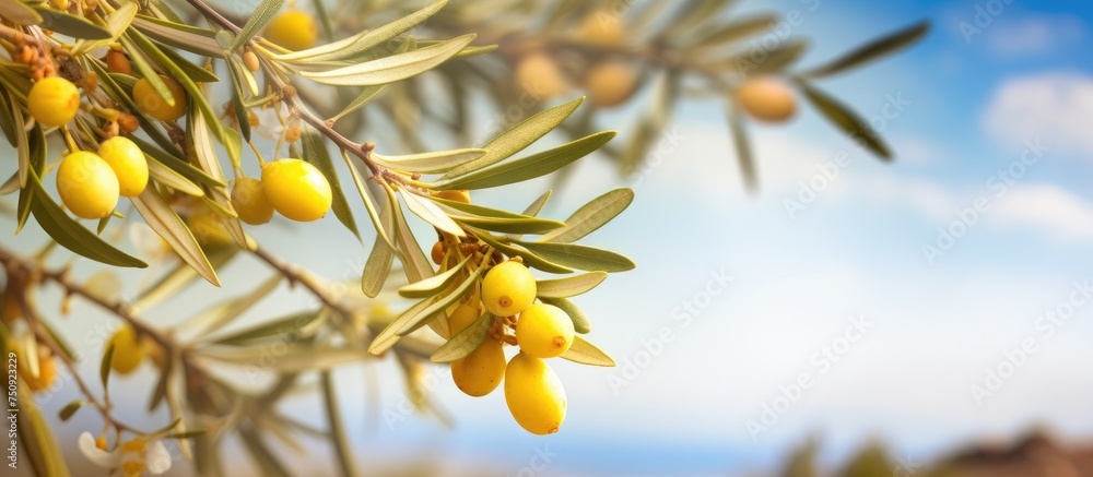 An olive tree with open olive tree flowers and young fruits is pictured ...