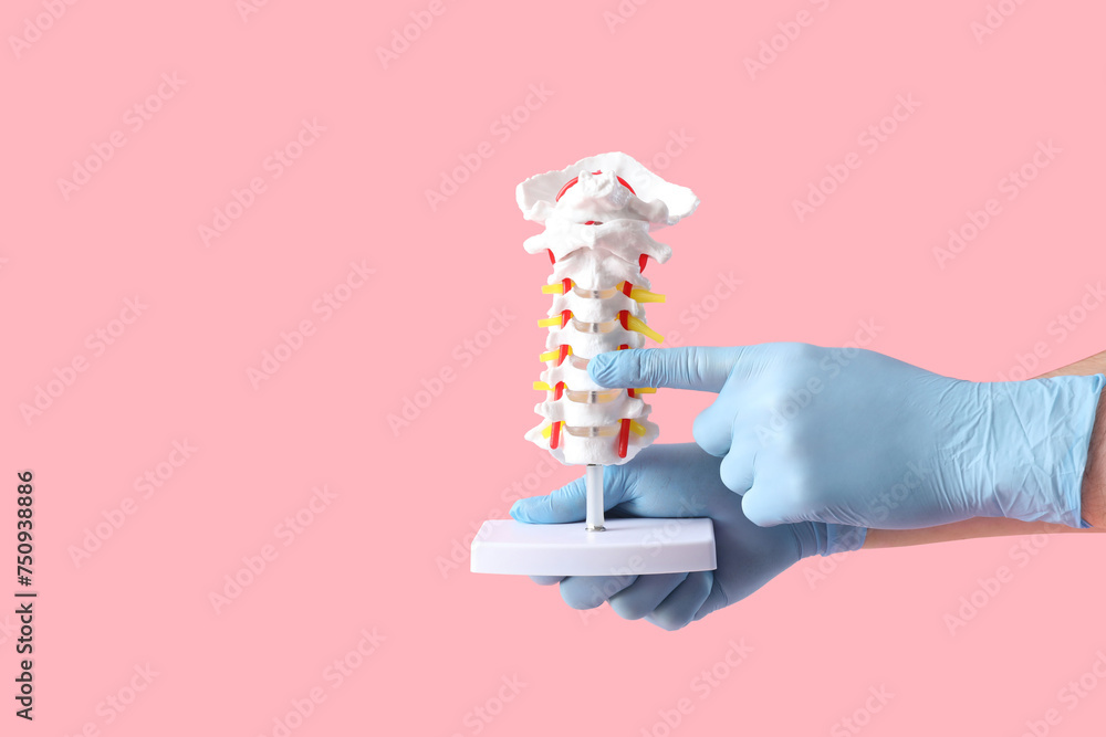 Poster Male doctor demonstrating spinal anatomy with vertebral column ...