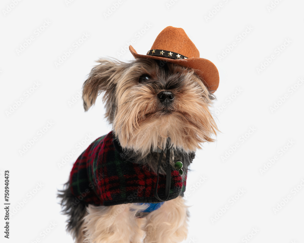 adorable yorkshire terrier puppy wearing cowboy hat and jacket Stock ...