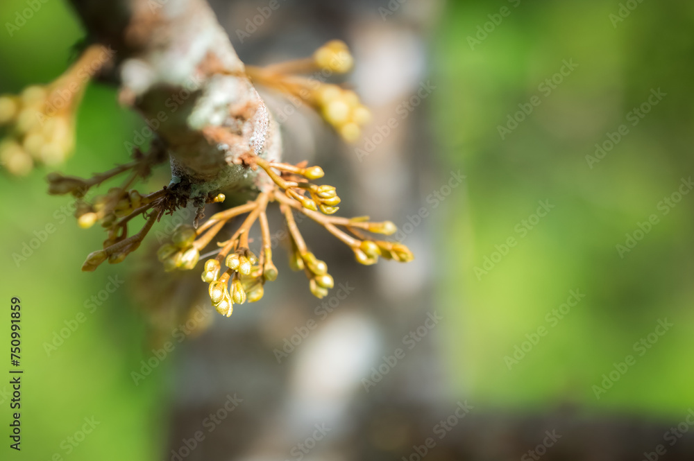 durian flower growing from emergence.,Durian flowers are growing from ...
