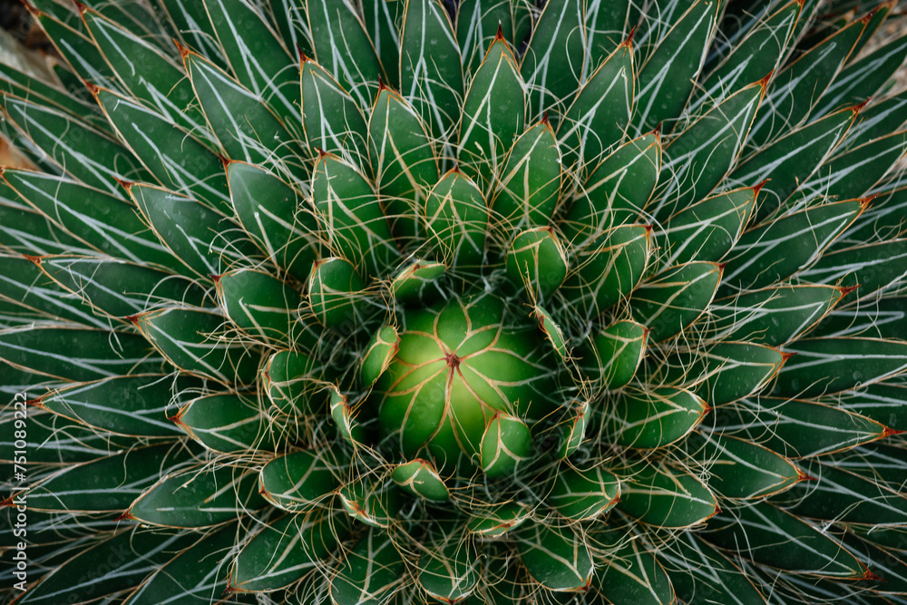 Agave victoriae-reginae takes center stage, its compact rosette ...