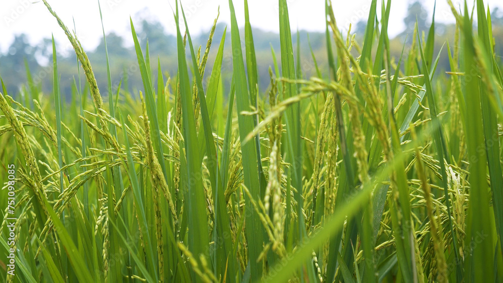 Rice Field Green agriculture ecosystem Asian rice paddy field Vietnam ...