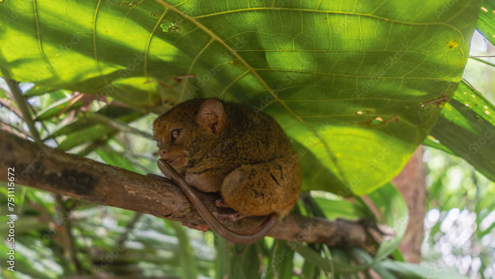 A tiny tarsier Carlito syrichta crouched on a tree branch in the shade ...