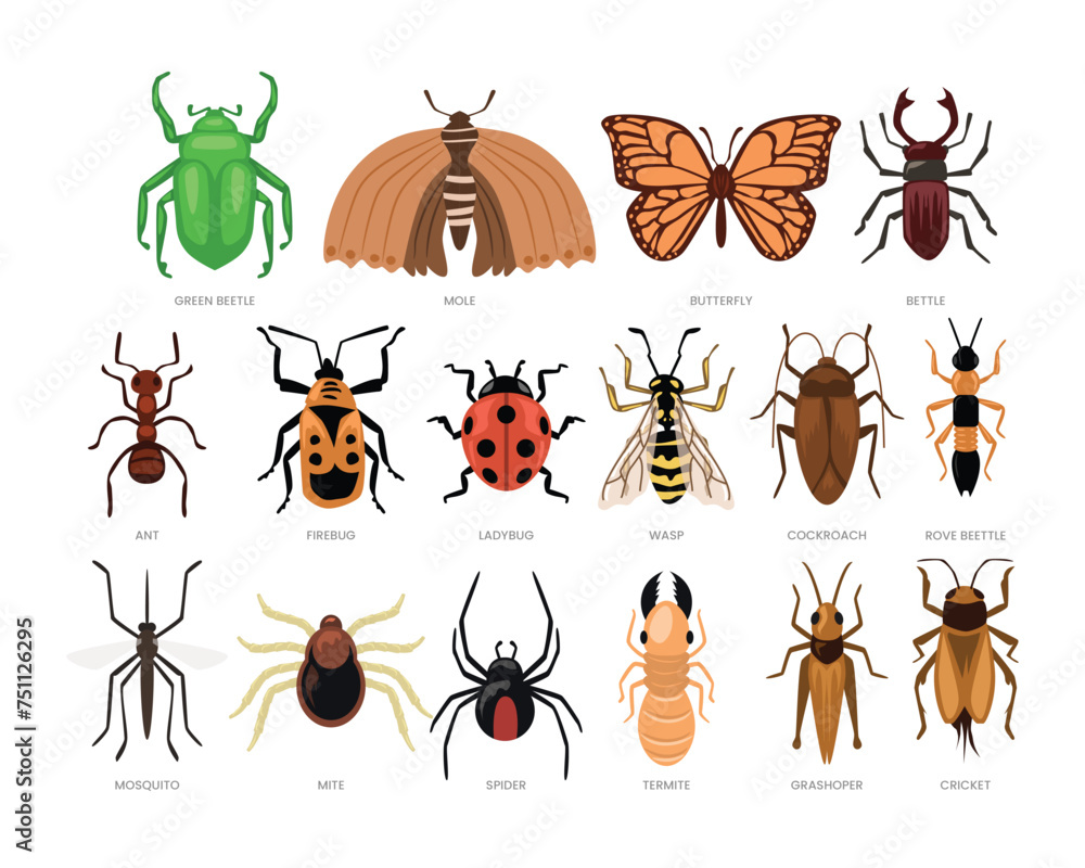 Types of different insect set collection, wildlife animal cartoon ...