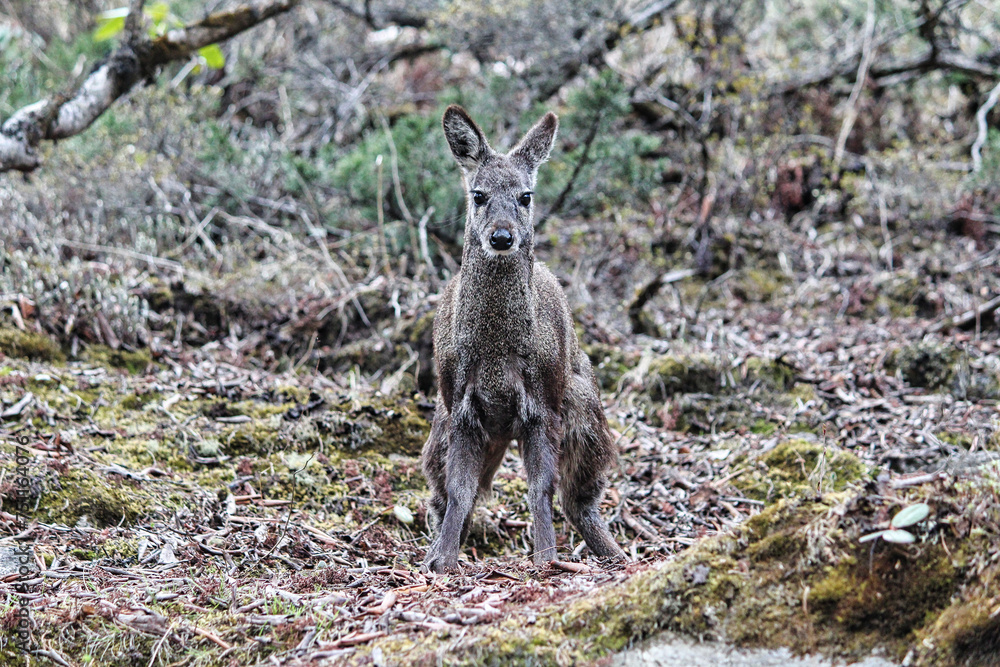 A Rare Female Musk Deer watches trekkers as they move on in the higher ...