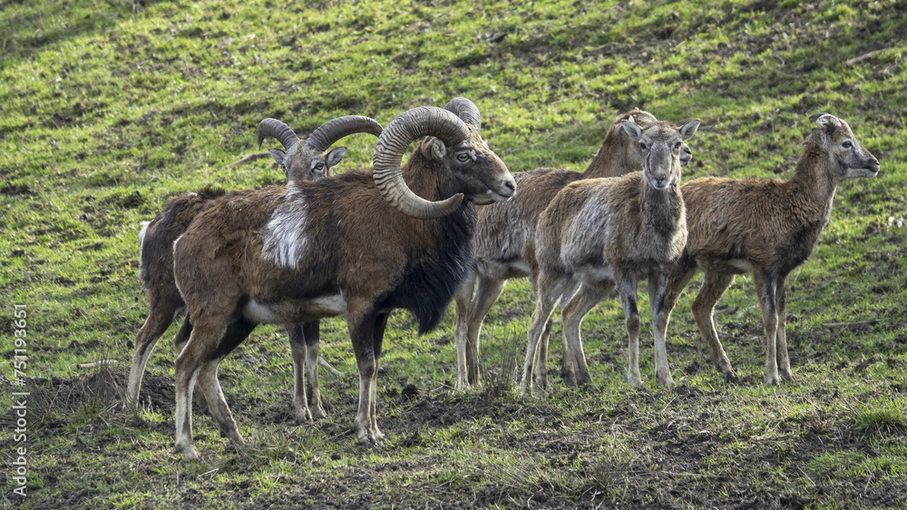 The mouflon ( Ovis aries musimon )is a feral subspecies of the ...
