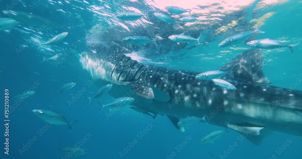 A whale shark swims towards the camera with its mouth wide open. Around the shark swims a large ...