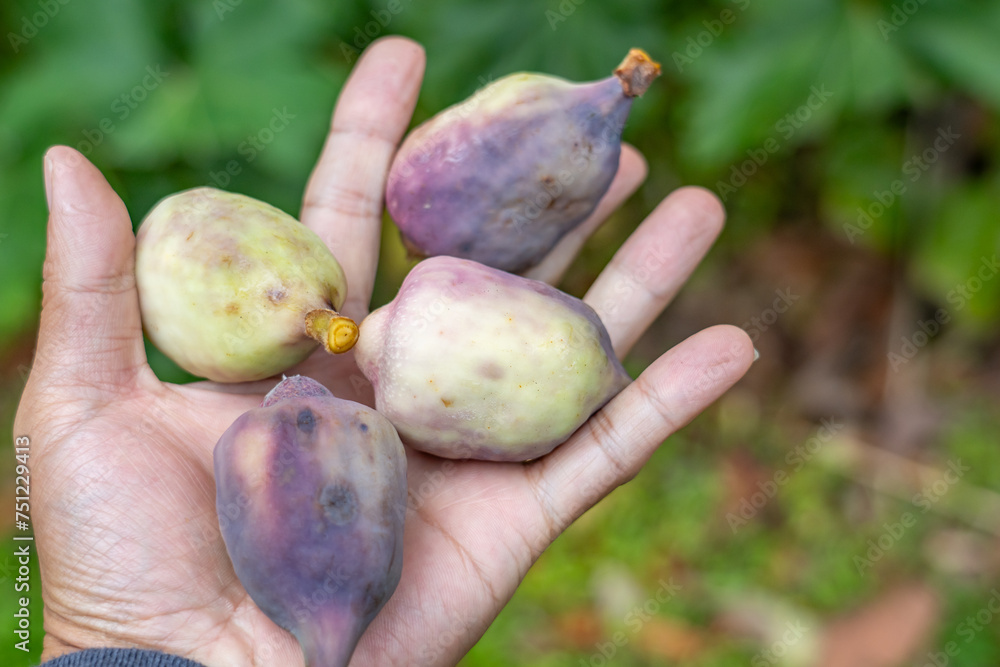 Ficus pumila, commonly known as the creeping fig or climbing fig, is a ...
