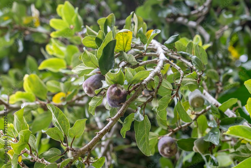 Ficus pumila, commonly known as the creeping fig or climbing fig, is a ...