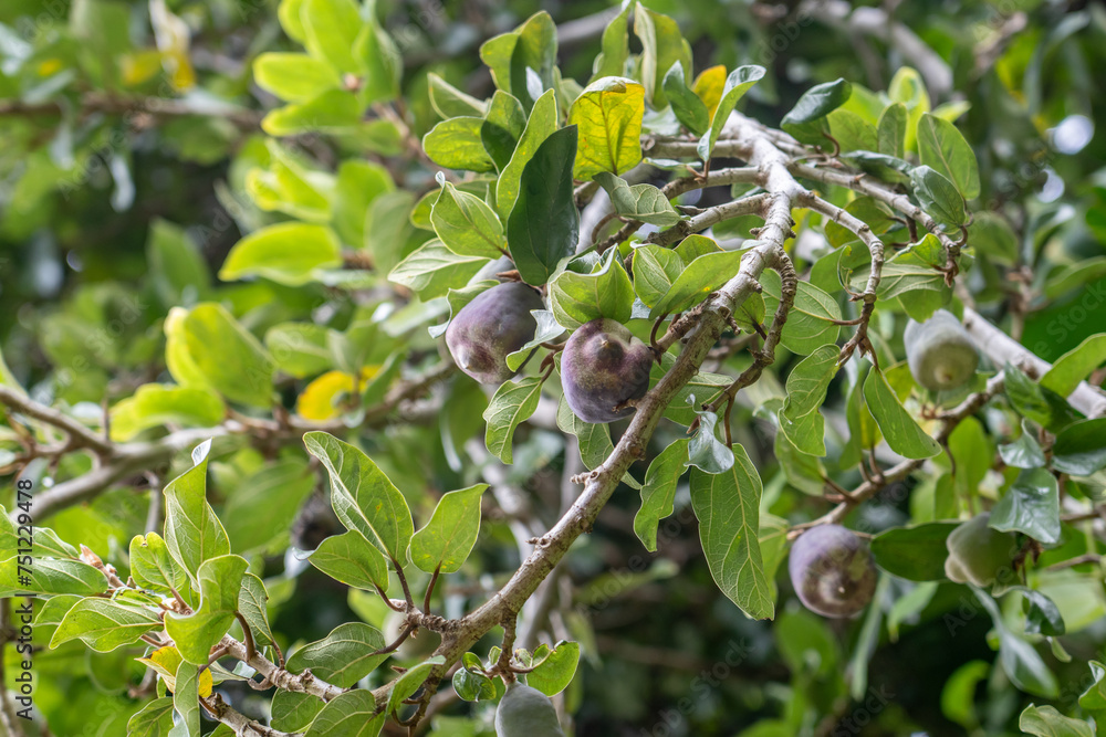 Ficus pumila, commonly known as the creeping fig or climbing fig, is a ...