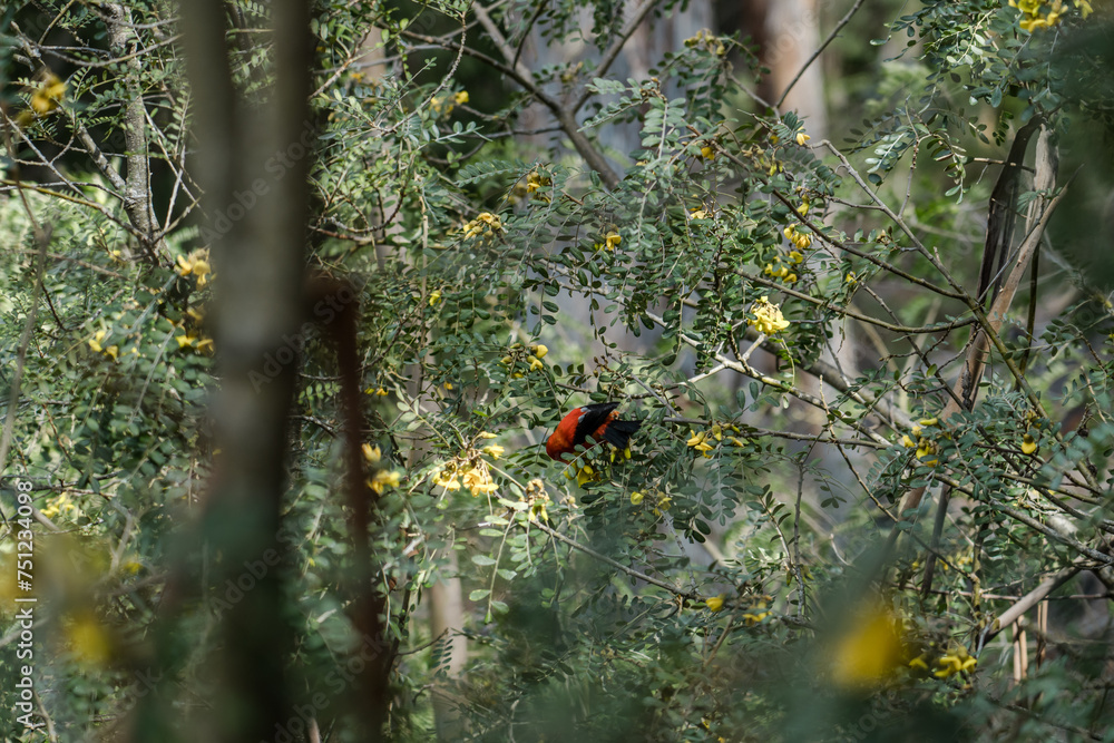 The ʻiʻiwi (Drepanis coccinea) or scarlet honeycreeper is a species of ...