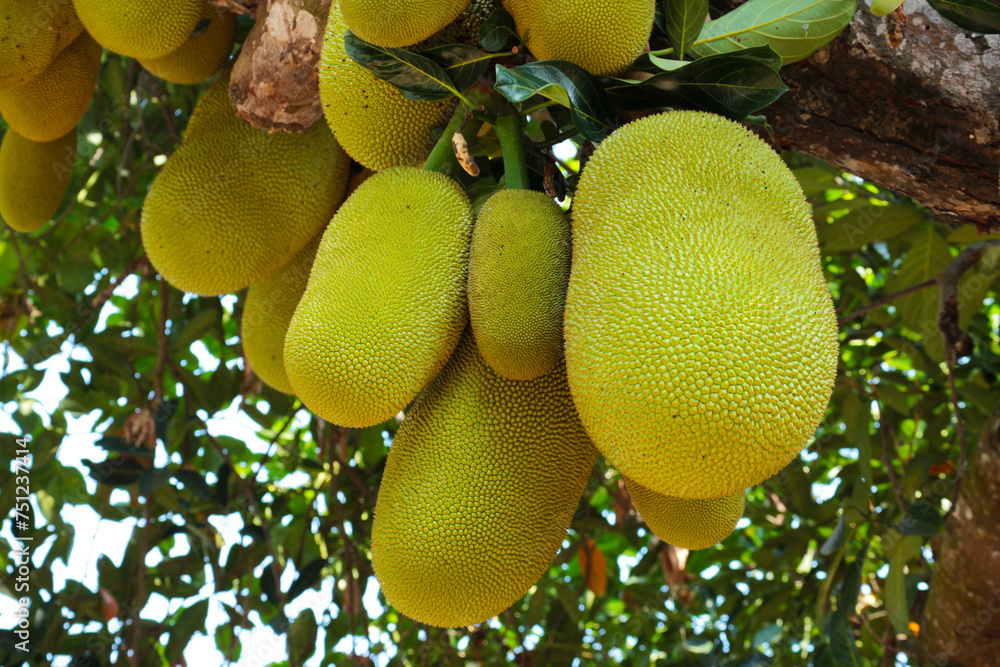 Jackfruit fruits ripen on the tree. Big harvest of Indian breadfruit ...