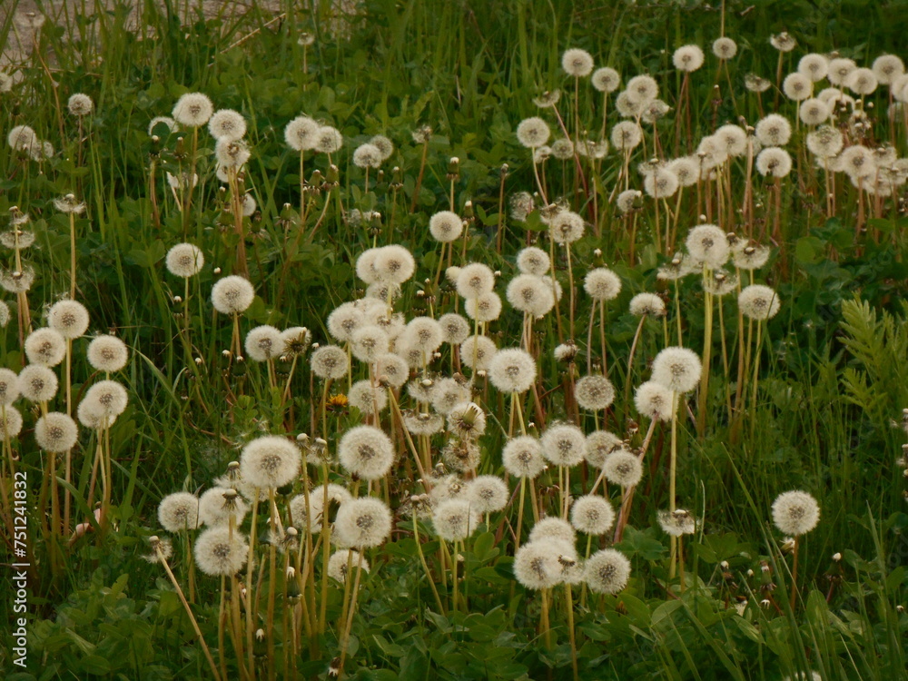 Dandelion at the seed dispersal stage. Stock Photo | Adobe Stock