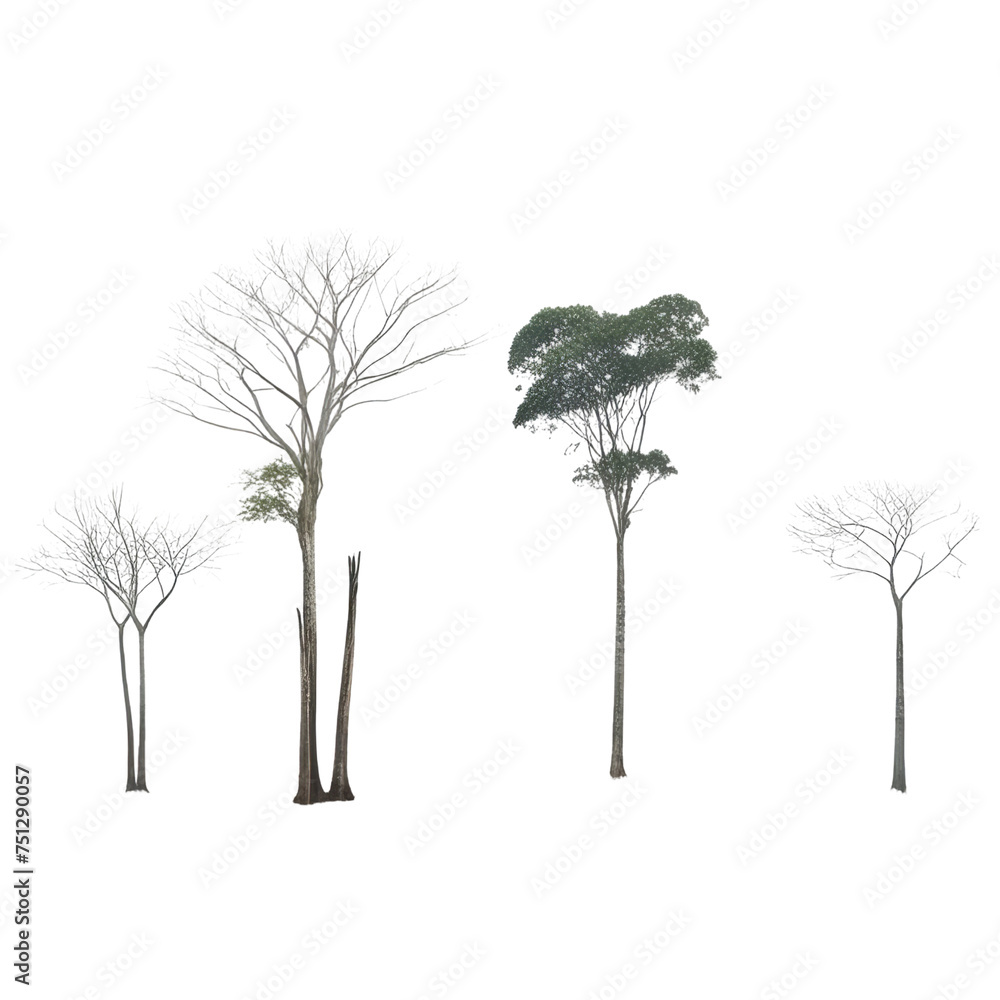 A row of isolated trees of different species with different foliage ...
