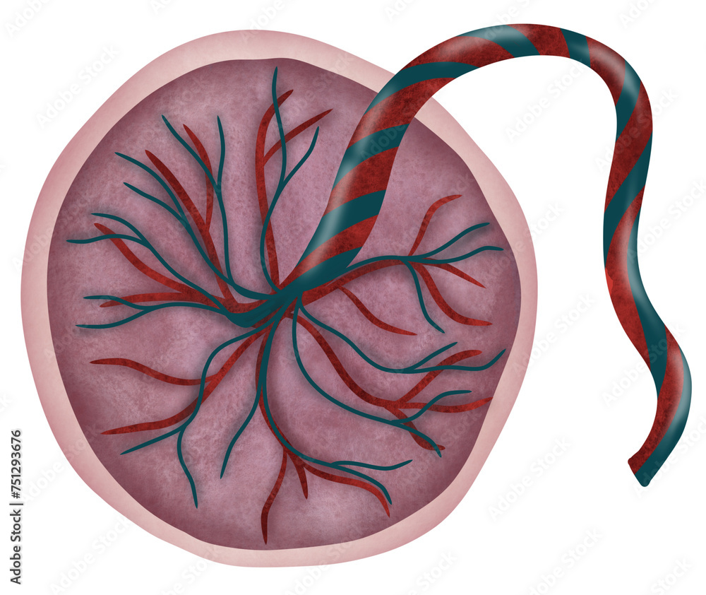 Placenta anatomy is a temporary organ that forms in your uterus during ...