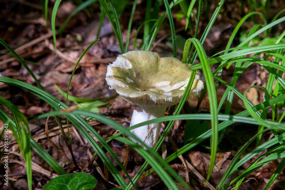 Russula virescens - mushroom commonly known as the green-cracking ...