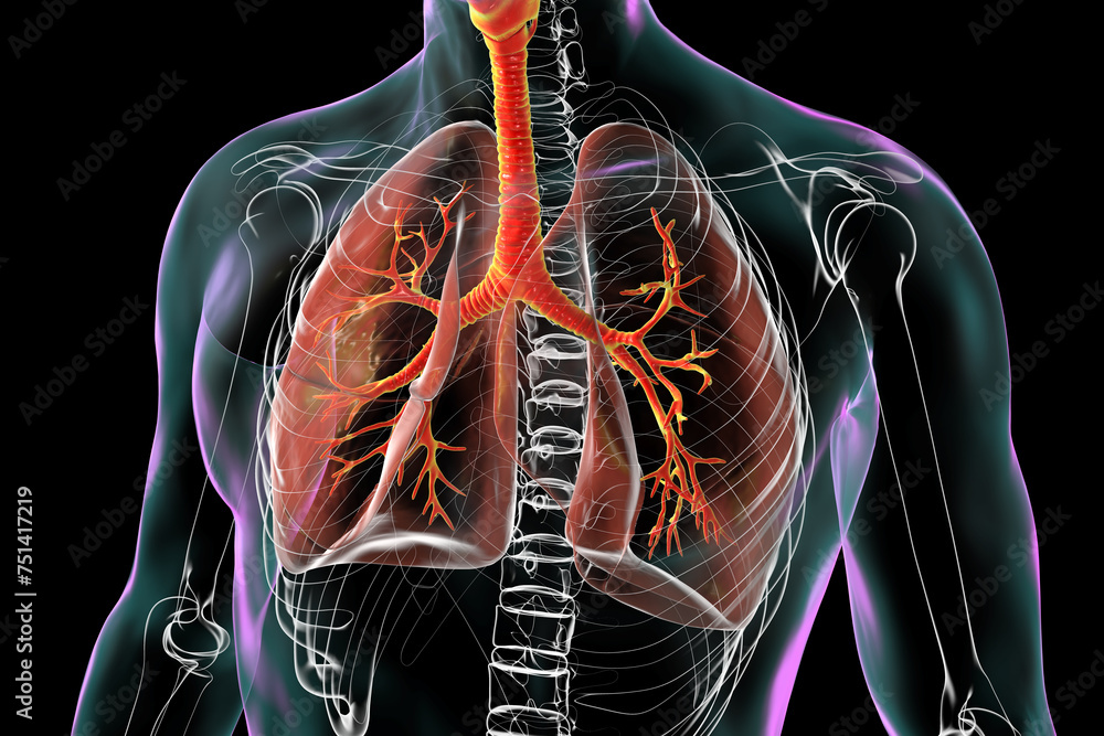 Anatomy of human respiratory system, 3D illustration Stock Illustration ...