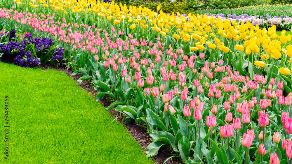 Tulips in Keukenhof Park, Netherlands. Ideas of landscape design of ...