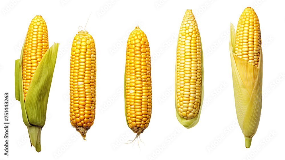 Corn Collection: Fresh Organic Maize Harvest in Summer Fields - Top ...