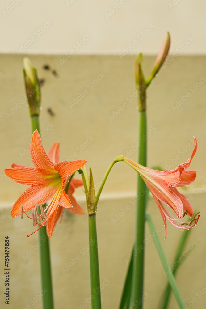 Closeup of Hippeastrum striatum, the striped Barbados lily, a flowering ...