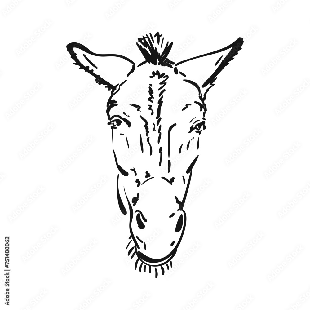 Mule head isolated vector sketch, Donkey portrait front view hand drawn ...