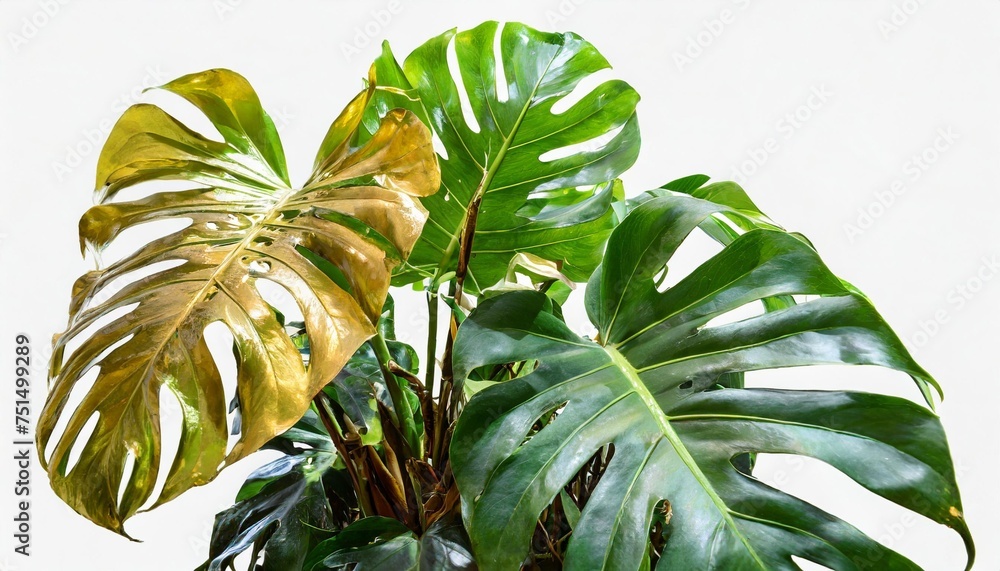 tropical rainforest jungle tree with golden photos australian native ...