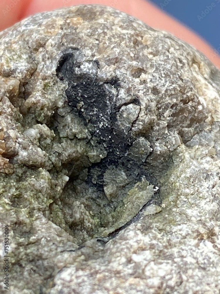 Ambergris whale vomit used in perfume making it is made by sperm whale ...