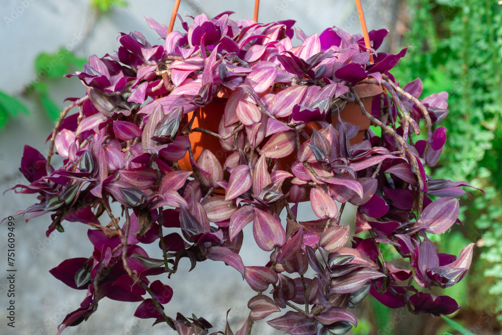 Purple leaves of tradescantia zebrina growth in flower pot. Wandering ...