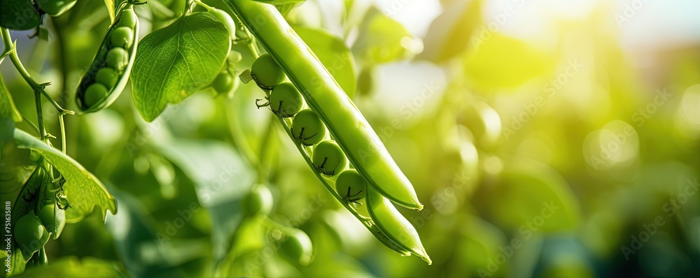 A detailed close-up view of green peas growing on a plant. Perfect for ...