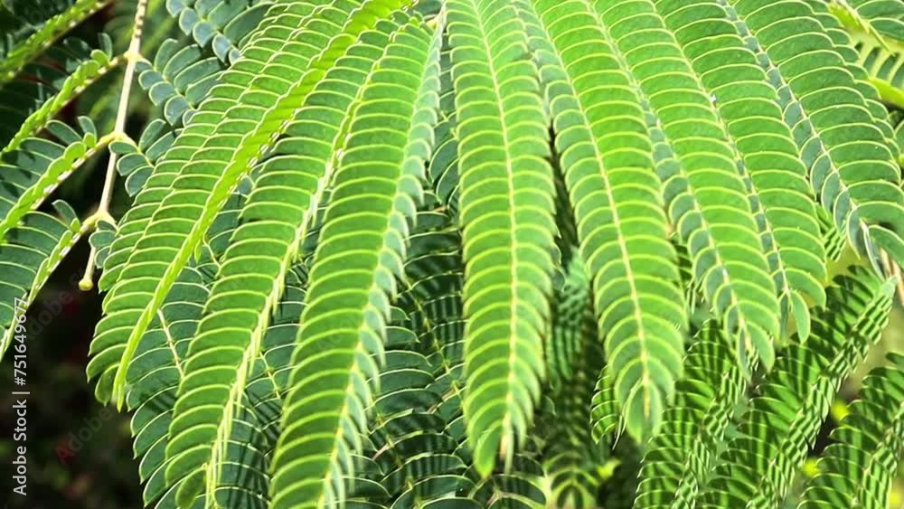 Tree branches of Albizia julibrissin, Persian silk tree with fresh ...