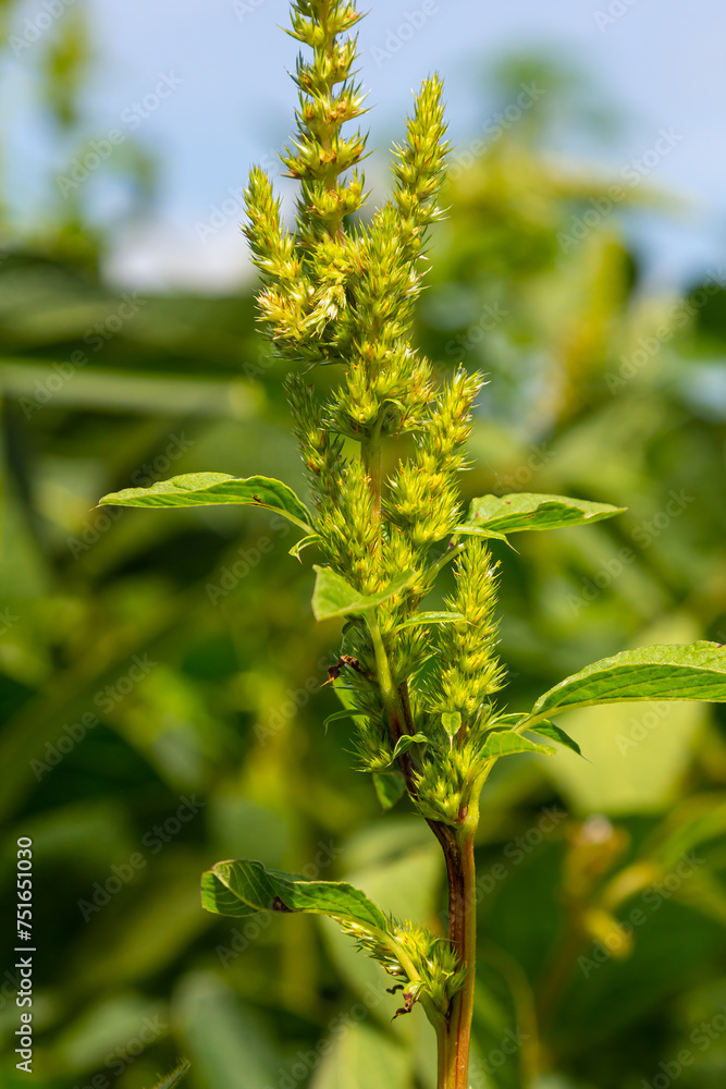 Green amaranth Amaranthus hybridus in flower. Plant in the family ...