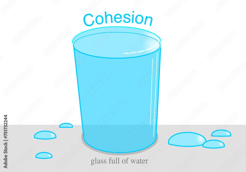 Cohesion, water molecules properties, hydrogen bonds polarity. Adhesion ... Cohesion, water molecules properties, hydrogen bonds polarity. Adhesion ...