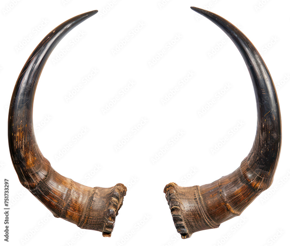 Curved horn shells, cut out - stock png. Stock Illustration | Adobe Stock