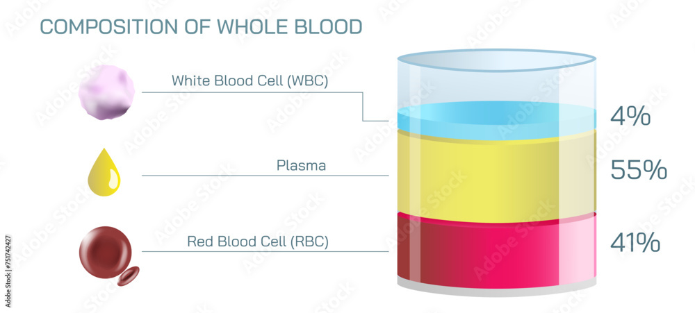 Composition of the Blood vector. Whole blood is made up of red blood ...