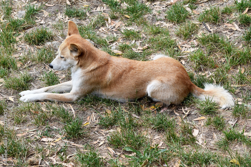 Dingos have a long muzzle, erect ears and strong claws. They usually ...