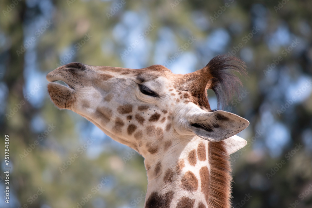 The giraffe is the tallest of all mammals. The legs and neck are ...
