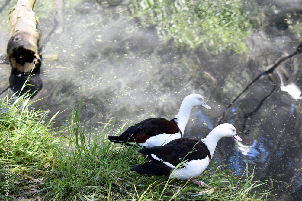 The Radjah Shelduck is white with a chestnut band across its chest. Its ...