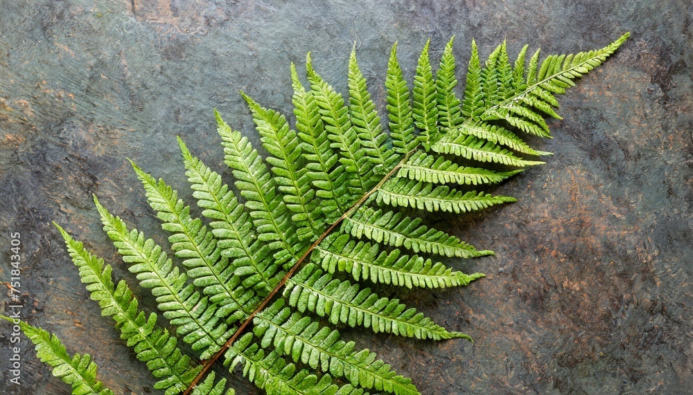 single fresh fern leaf isolated top view flat lay digital prop or ...