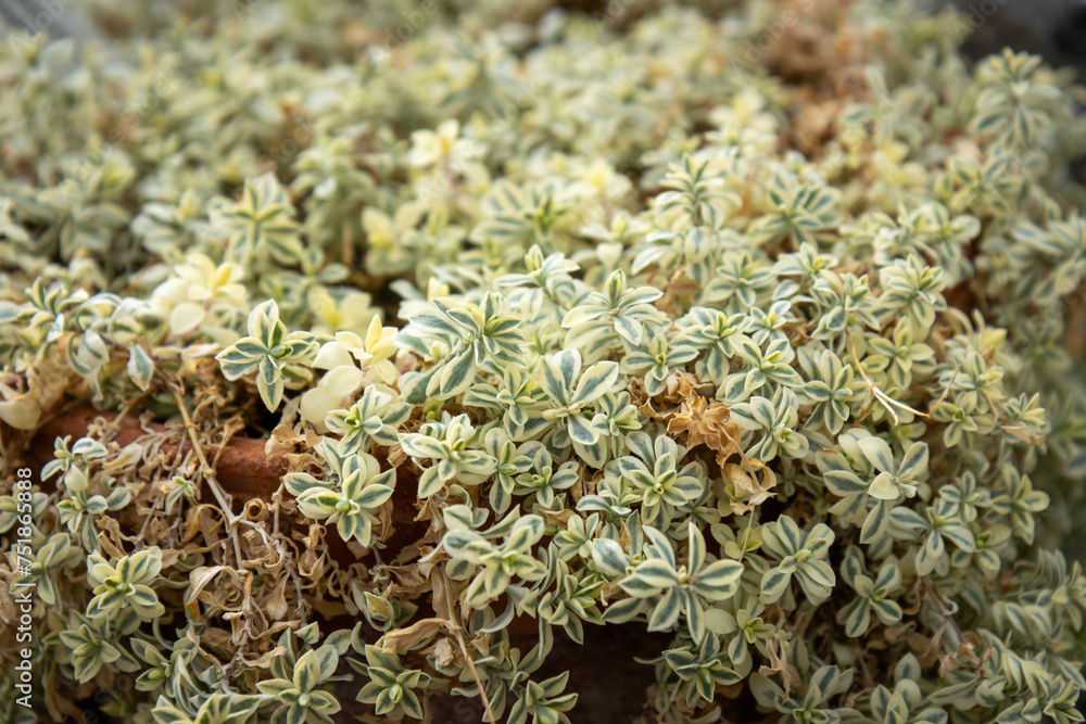 Sedum lineare Thunb in National Botanic Gardens, Dublin, Ireland. Large ...