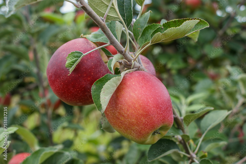 Apple trees in full production in a plantation Stock Photo | Adobe Stock