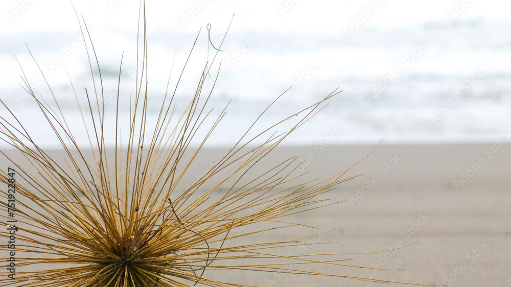 Spinifex grass seed head. also called running grass, rolling grass, or ...
