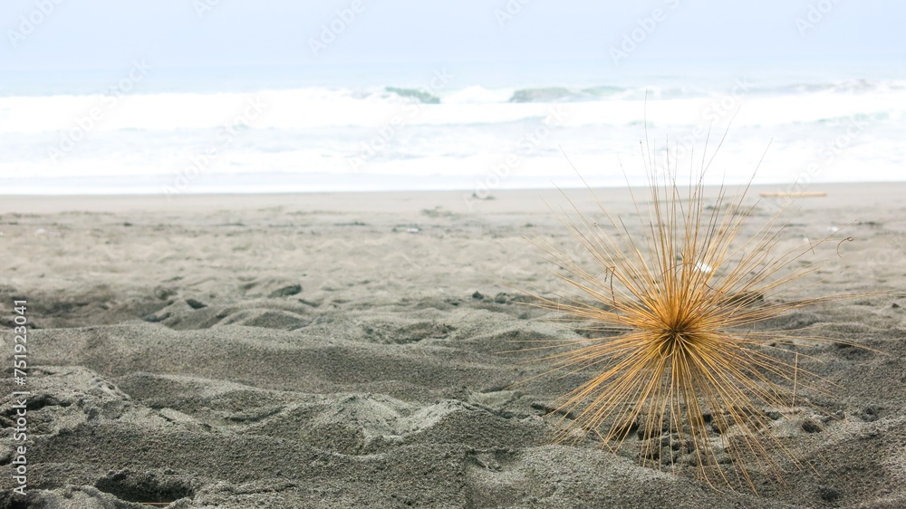 Spinifex grass seed head. also called running grass, rolling grass, or ...