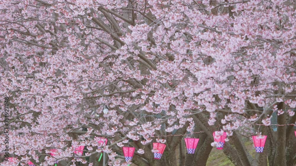 Cherry branch with flowers in full bloom, A beautiful Japanese tree ...