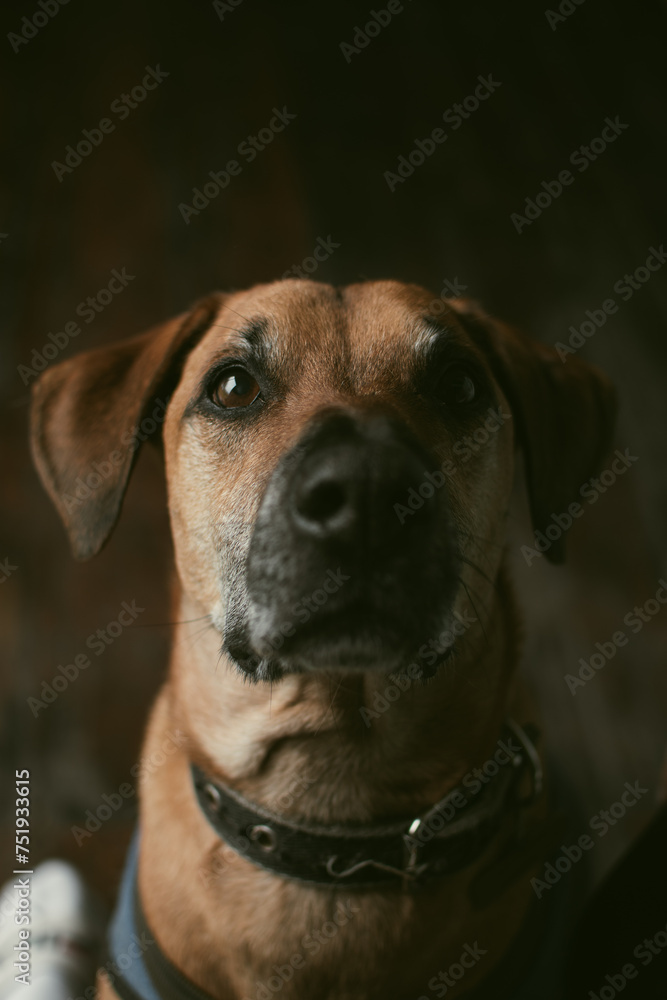 Fotka „Explora la singularidad y la belleza de este perro sin raza en ...