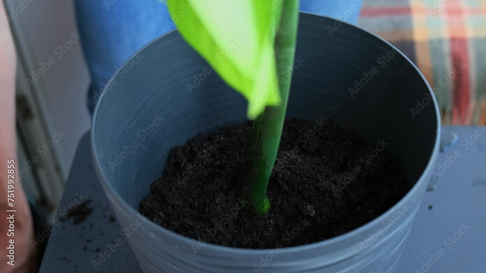 Transplanting home potted plant monstera into new pot. Waking Up Indoor ...